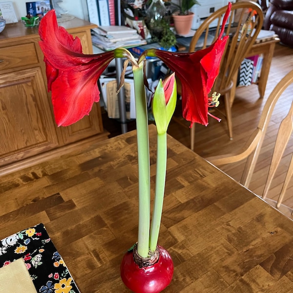 Prayer Plant 'beauty Kim', 6 Pot Kim Prayer Plant, and Kerchoveana ...