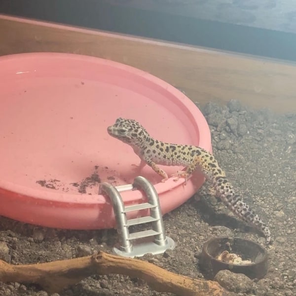 Reptile Climbing Ramp, Bearded Dragon Basking Platform, Rock Wall ...