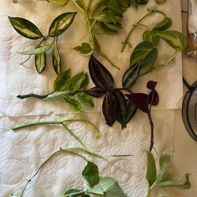 Leaf of Life Bryophyllum Pinnatum Kalanchoe Pinnata Plant LEAVES by Oz ...