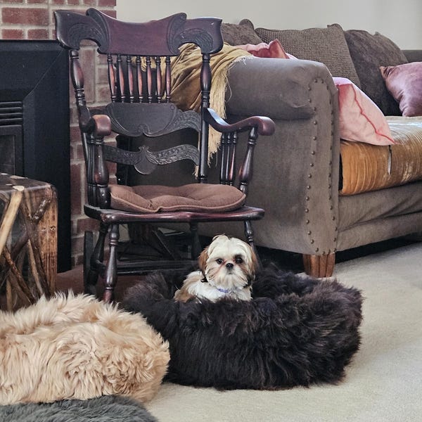 Genuine Icelandic GOLD Sheepskin Rug, Pelt, Carpet, Giant Sheepskin Rug ...