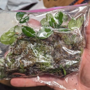 Princess Pine Tree Clubmoss Plants for Fairy Garden, Terrarium, Garden ...