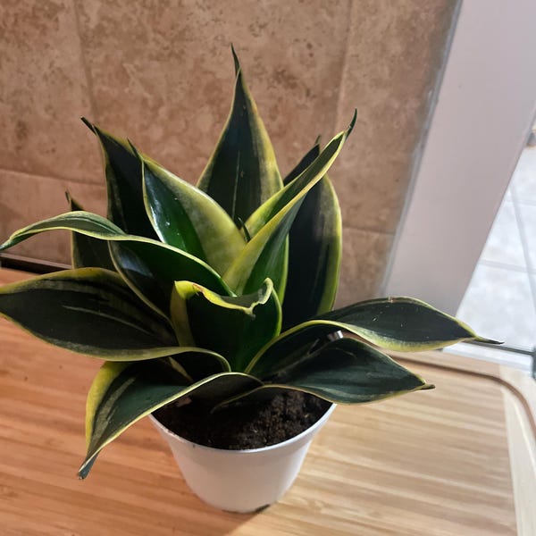Calathea Burle Marx, Fishbone Prayer Plant, Unique and Easy to Care ...