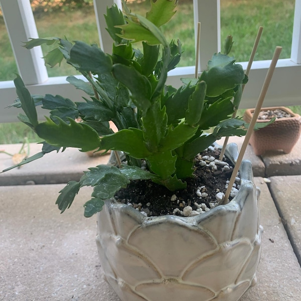Red Christmas Cactus, Red Zygo Cactus, Zygocactus, Schlumbergera ...