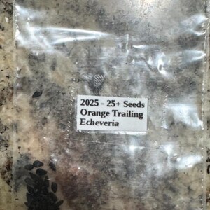 25 Orange Trailing Echeveria Succulent Seeds: Easy Grow Garden Plants ...