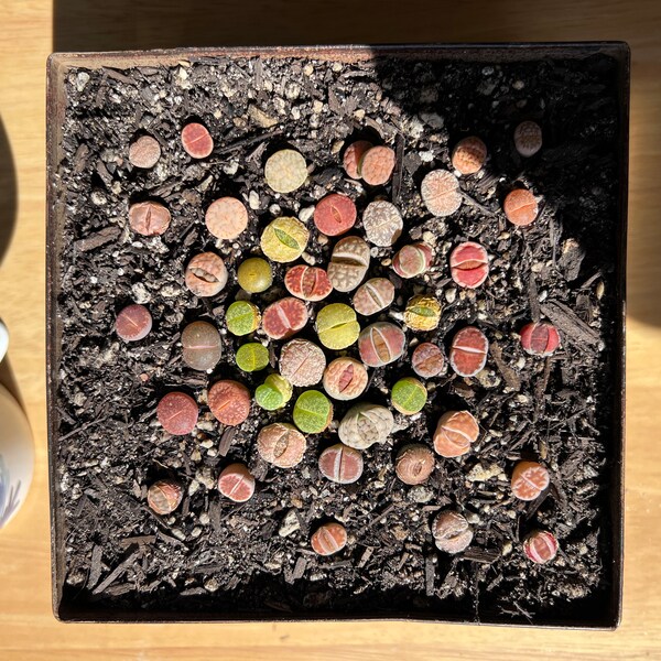 Lithop Seeds Mix, Living Stones Seeds, Colorful Mini Succulent ...
