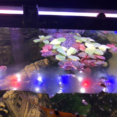 Combo 5 Dwarf Water Lettuce 5 Red Root Floaters Live - Etsy