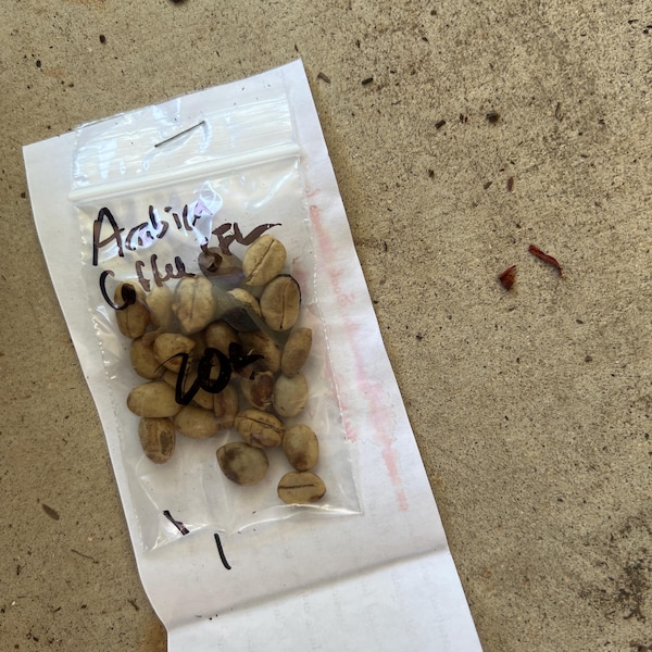 Southern Red Oak Tree (quercus Falcata) Seeds - NEW FOR FALL 2024 - Etsy