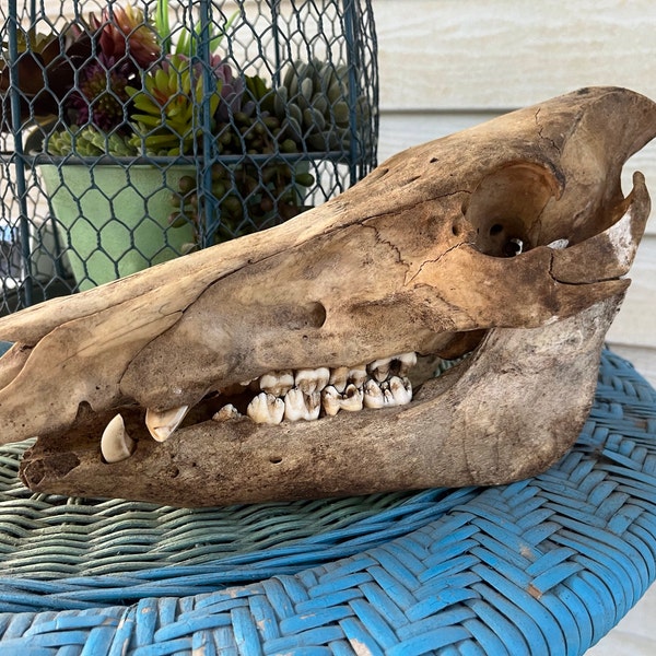 Real Horse Skeleton Named Terry. Complete. 25 Years Old, Huge Male ...