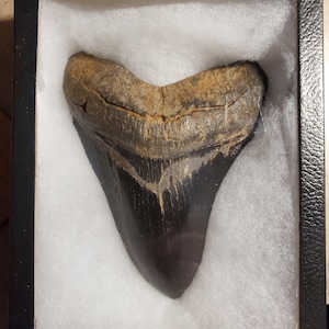 Archaeopteryx in Matrix the berlin Specimen - Etsy