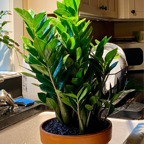 Mican Philodendron Velvet Leaf Philo Indoor & Outdoor Live Tropical ...