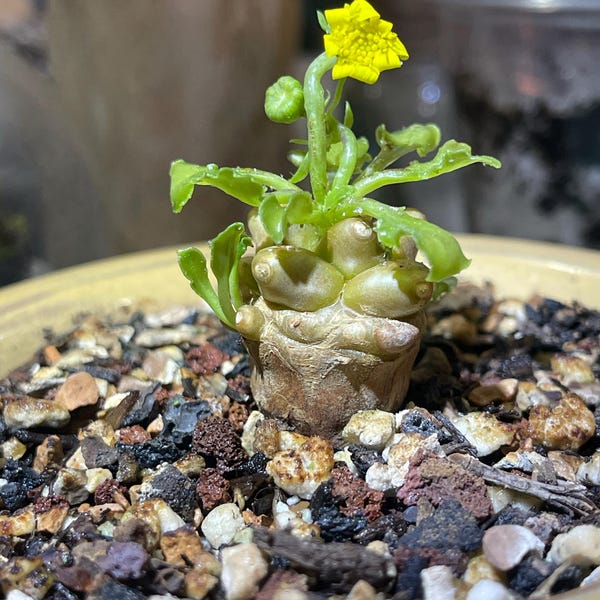 Bulbine Torta, Super Rare Succulent！ - Etsy