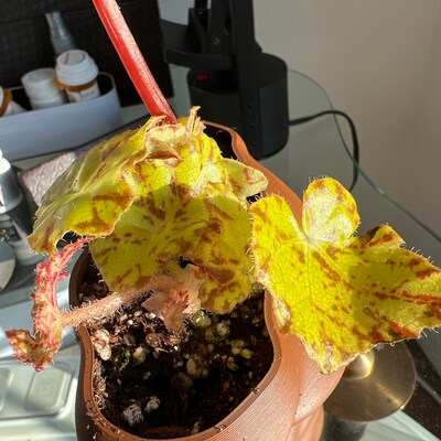 Rhizomatous Begonia 'starburst' - Etsy