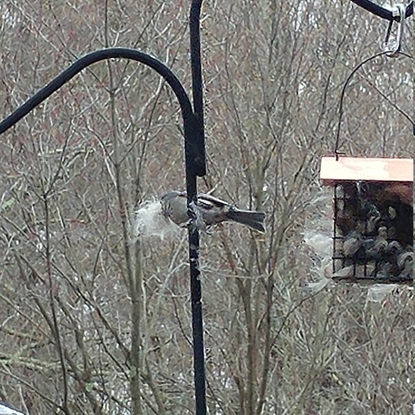 2 Pack Bird Nesting Materials - Natural Alpaca Fiber Wool for Suet Cage ...