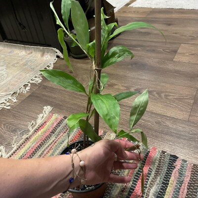 5 Fresh Cutting Vines No Root Puerto Rico Sweet Potatoes Strong to Grow ...