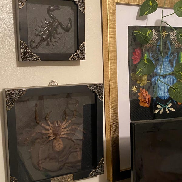 Real Framed Spider Tarantula Bird Eating Insect Shadow Box Taxidermy ...