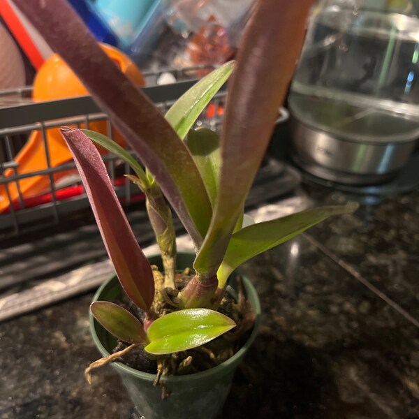 Bc. Yellow Bird B. Nodosa X Bc. Richard Mueller EASY GROWER BLOOMING ...