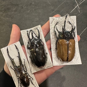 Skull Face Shield Beetle SPREAD Mask Real Insect Bug Taxidermy Craft ...