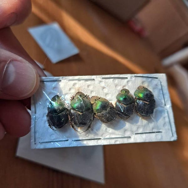 1 A-1 Lethocerus Americanus 48mm Texas Real Giant Water Bug Toe Biter ...