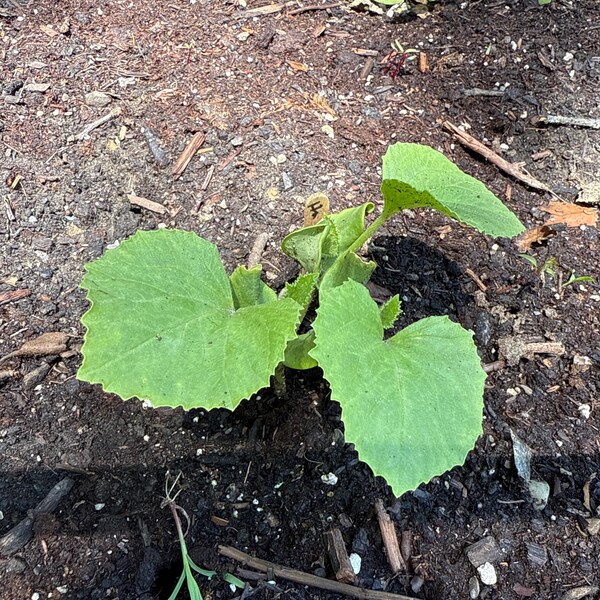 Snapdragon- Tall Spur Mix Seeds -deluxe Tall Mixed Colors - Heirloom - Etsy