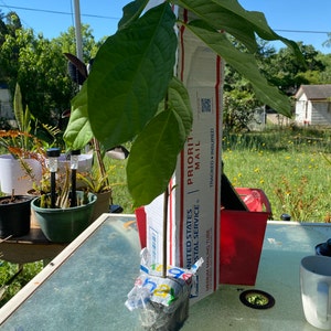 5 Rollinia Deliciosa Seeds Biriba Rollinia Mucosa Rare | Etsy