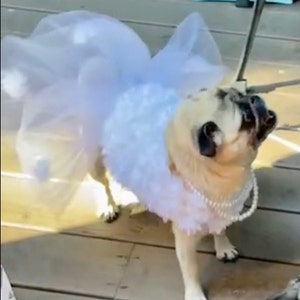 Star Spangled Girl Dog Harness Dress Xxsmall to 4xlarge Dog | Etsy