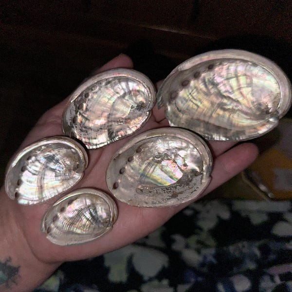 Bulk Polished Red Abalone Shells (25) -size 1"- 3" Seashells, Jewelry ...