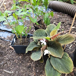 Variegated Spiral Ginger Costus Arabicus Variegatus - Etsy