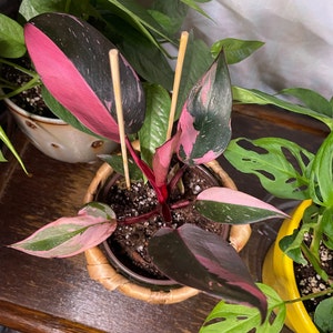 Anthurium Queen Narrow Form - Etsy