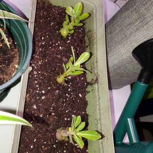 1 Grafted Doubleblack Purple Adenium - Etsy