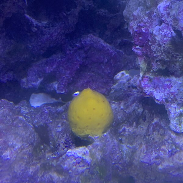 Live Frag Purple Fauchea Macro Algae Marine Saltwater Plant Reef ...