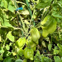 MEXICO, Heirloom Tomato Seeds 10 Seeds - Etsy Canada
