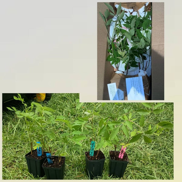 Hosta TRUE Chartreuse With White/cream Edges 'american Dream' in 4.5x5 ...