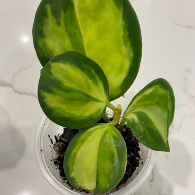 Teruno Pothos Venus Epipremnum Aureum 'venus' Terunoworld - Etsy