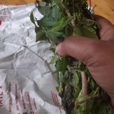 Orula Blessed Adjustable Ilde Bracelet Pulso De Orula Para - Etsy