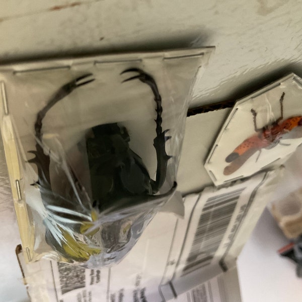 Assorted Bugs Insects Specimen Wholesale Mix Lot Bulk - Etsy UK