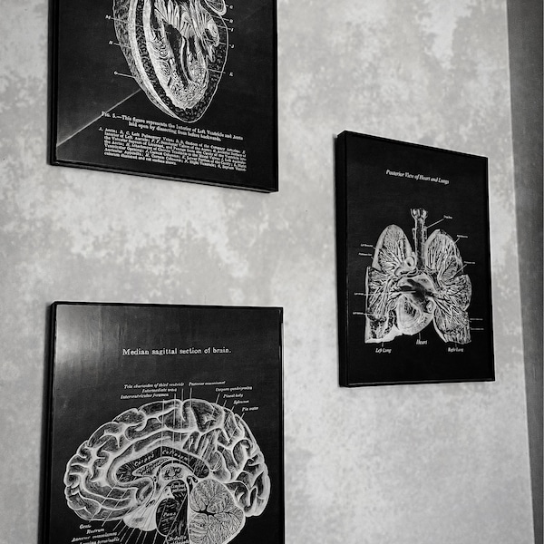 Human Eye Anatomy Art Prints Set of 3 Unframed Decor Gift for ...