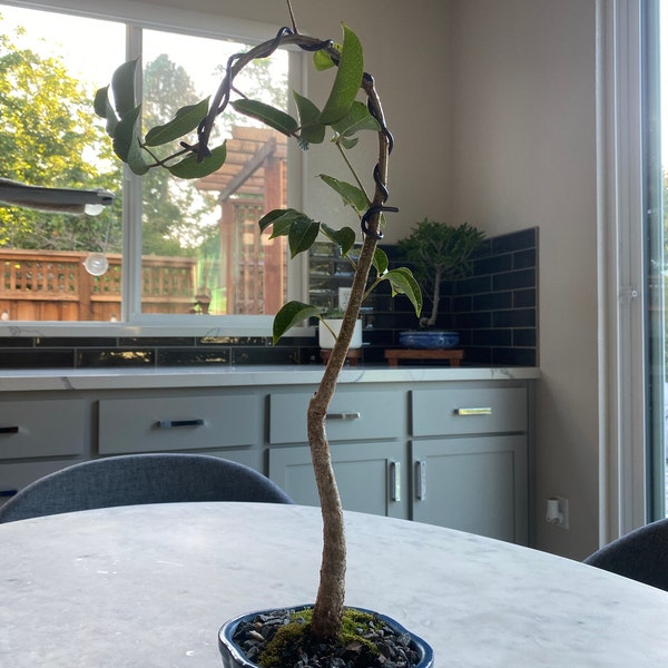 Japanese Wisteria Pre Bonsai Tree bridge to Nature Collection From Cute ...