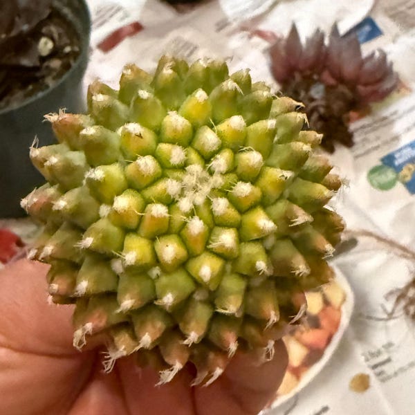 Mammillaria Round Ball Cactus Rare Succulent Live Plant - Etsy