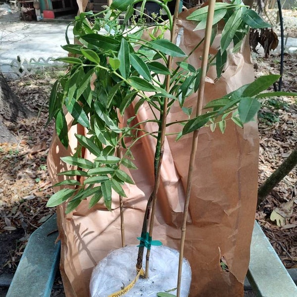 June Plum Dwarf, Ambarella Fruits, Jewel Plums in 10" Pot, Kedondong ...