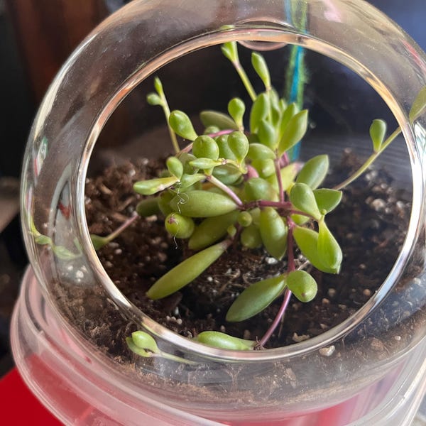 Aloe Ghost - Aloe Striata Hybrid 'ghost Aloe' Beautiful Real Aloe Plant ...