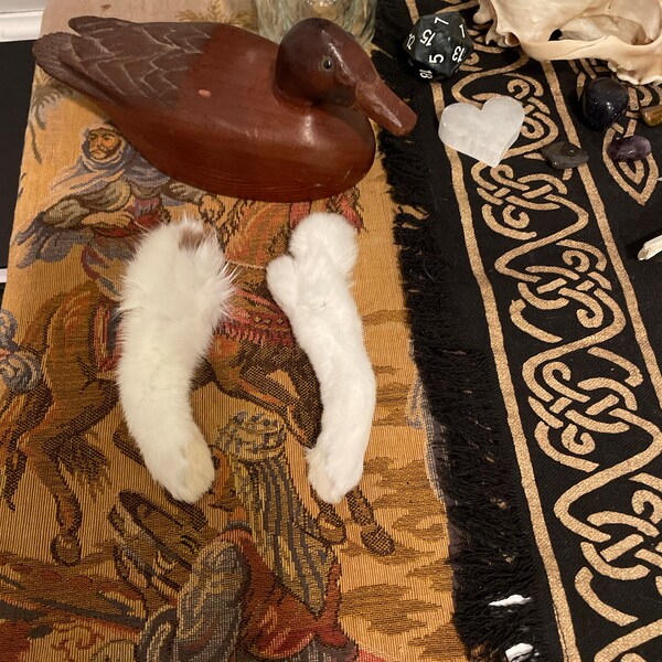 Skunk Bones - Vertebrae - Crafting - Bones - 8 Types - You Pick - Great ...