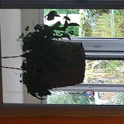 Straw Hanging Pot Cover - Etsy