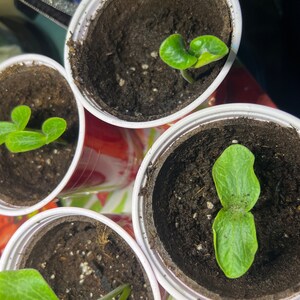 HEAVEN BLUE MILKWEED Tweedia Seeds Rare Blue Milkweed / Blue Milkweed ...