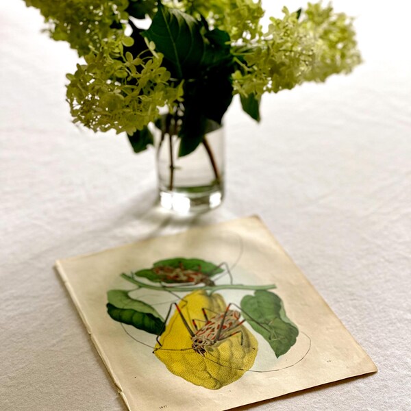 Superficial and Deep Muscles in the Back / Human Anatomy - Descriptive ...