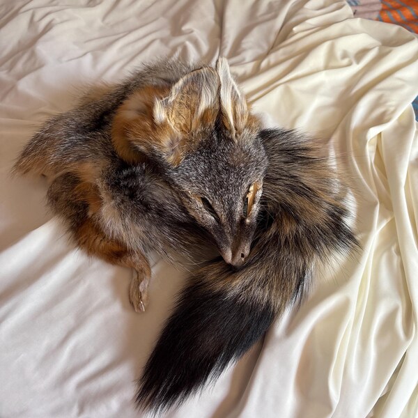 CAJUN BOBCAT Nicely SPOTTED Pelt Fresh Tanned Thick Heavy Pelt Fur Hide ...