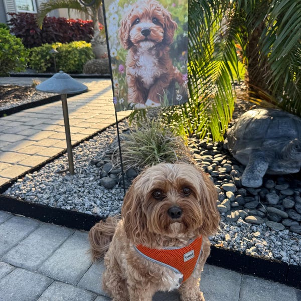 Cavapoo Dog Gift for Her Cavapoo Parisian Shirt Cavapoo Mom Shirt for ...