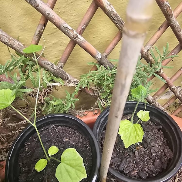 Cucamelon Seeds - Heirloom, Open Pollinated, Non GMO - Grow Indoors ...