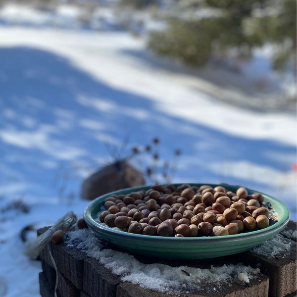 2025 Germinated Utah Red Oak Acorn Sprouted Sets for Growing Northern ...