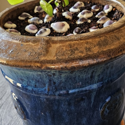 Astraea Calcar Shells, Spurred Turban Shells 1/2 1 10 Pieces - Etsy