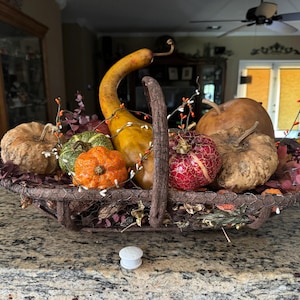 GOURDS Group of 5 Cheese Gourds ( Dried & Cleaned) - Etsy